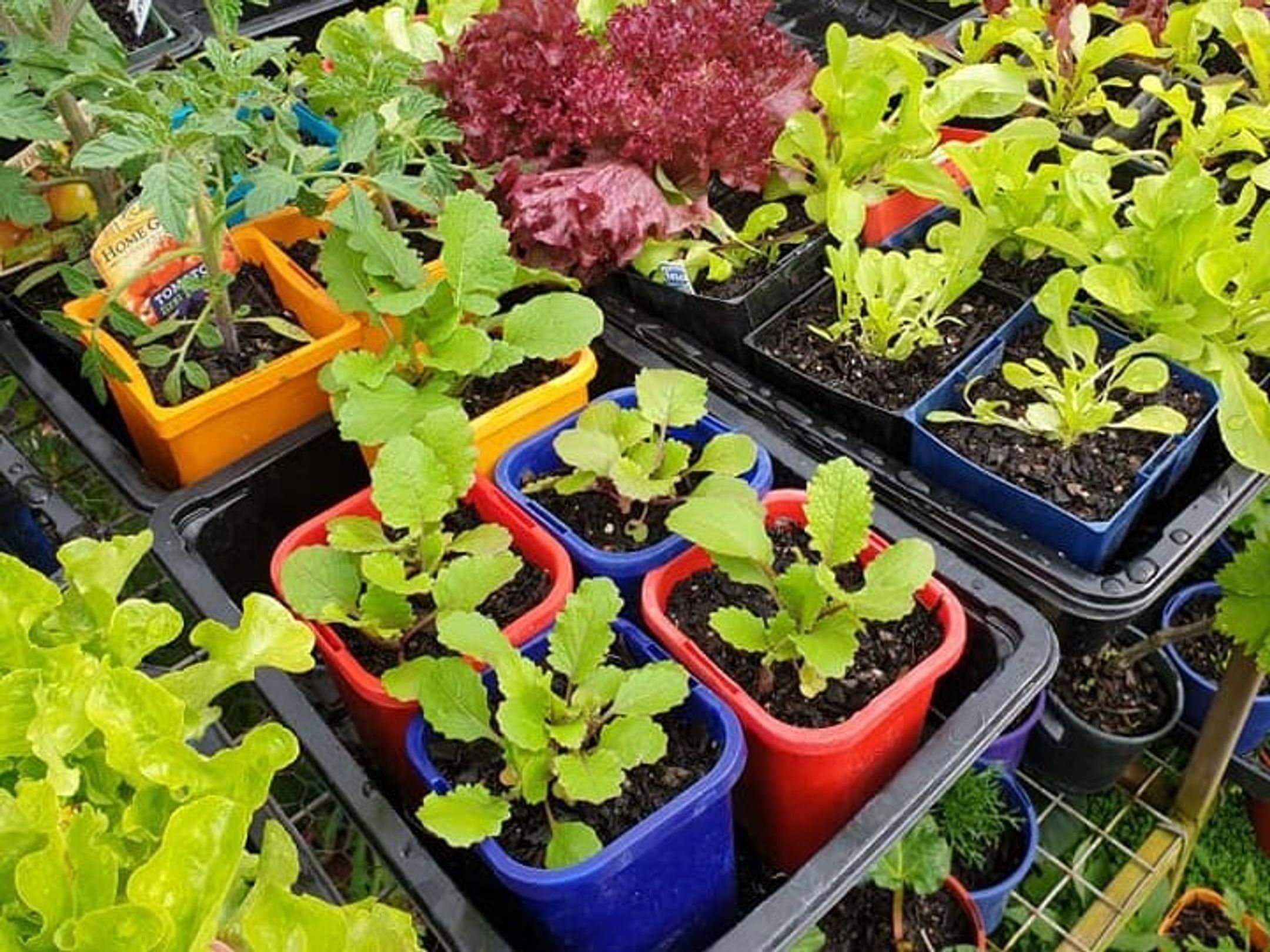 Busselton Community Garden Markets | 2nd & 4th Saturday of month