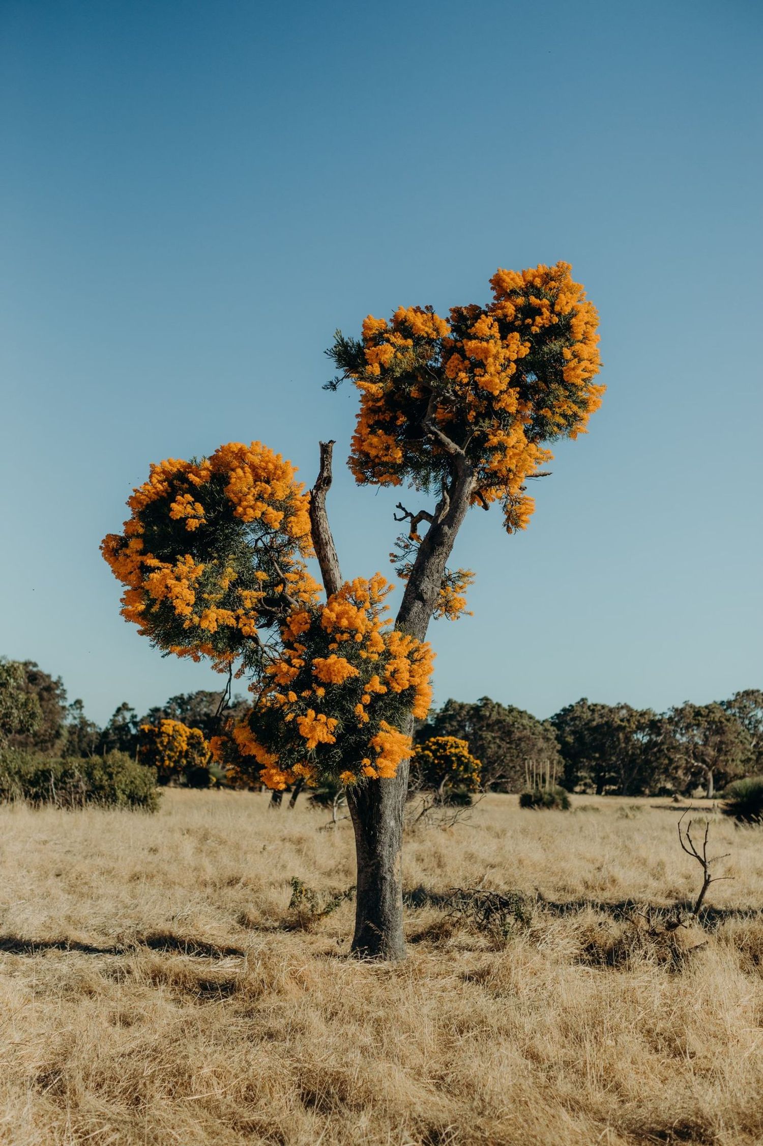 The spiritual significance of the Nuytsia tree | The Margaret River Region