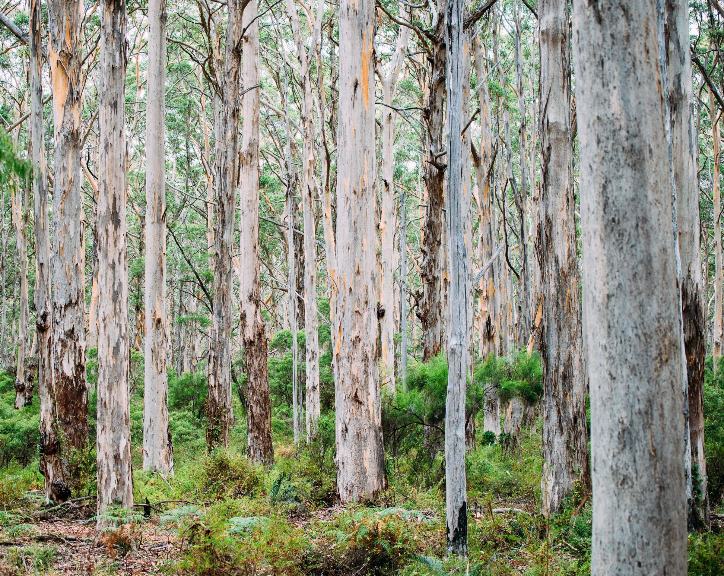 Boranup Forest and Ngarlum Mia | The Margaret River Region