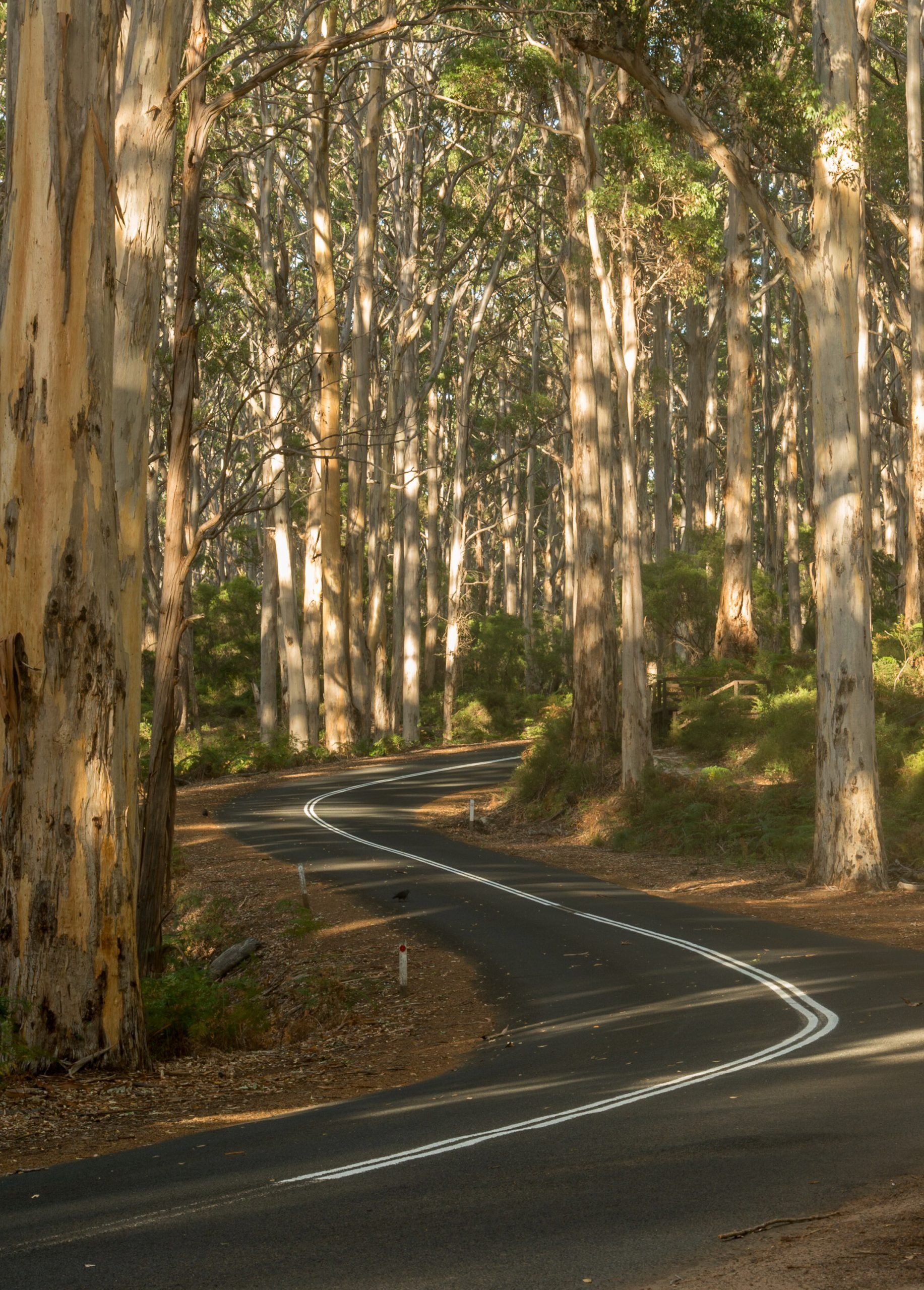 The spectacular Wadandi Track | The Margaret River Region